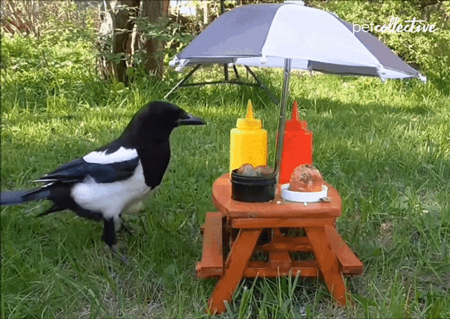 Bird Picnic Bird Picnic Eat Discover And Share S