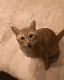 Ohhh Cat GIFs | Tenor