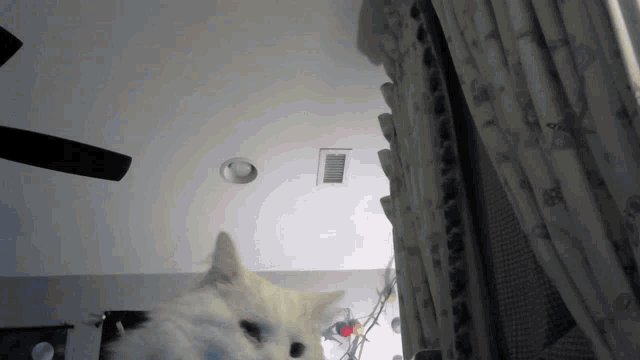 Pirate Cat Pirate Cat Discord Discover And Share S