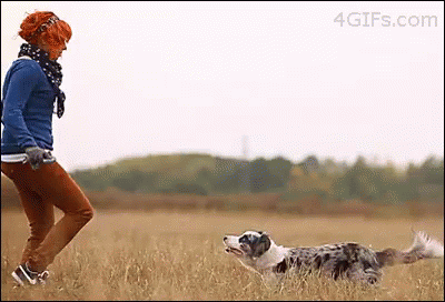 Dog Flip GIF - Dogs - Discover & Share GIFs