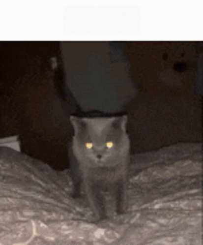 Cat Jump GIF - Cat Jump - Discover & Share GIFs