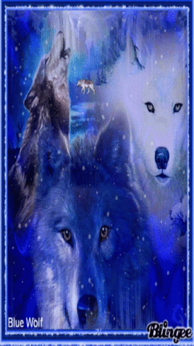 Wolves Wolf GIF - Wolves Wolf Canine - Discover & Share GIFs