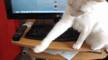 Cat Computer Screen GIFs | Tenor