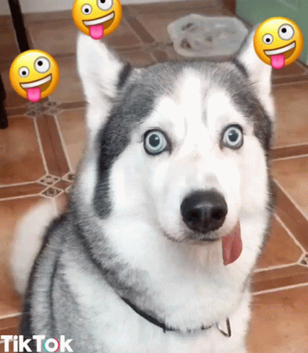 Tongue Out Silly GIF Tongue Out Silly Sticking Out Tongue Discover tongue-out-silly-gif-tongue-out-silly-sticking-out-tongue-discover