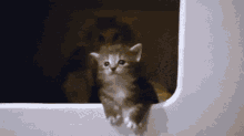 Dramatic Kitten GIFs | Tenor