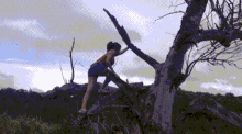 Climb You Like A Tree GIFs | Tenor