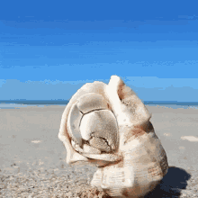 Hermit Crab Viralhog GIF - Hermit Crab Viralhog Coming Out Of The Shell ...