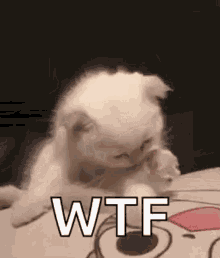 Wtf Cat GIFs | Tenor