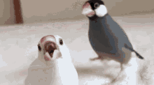 Java Sparrow Java Finch GIF - Java Sparrow Java Finch Finch - Discover ...
