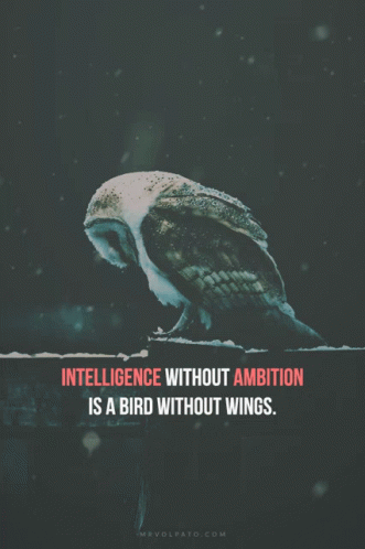 Intelligence Without GIF - Intelligence Without Ambition - Discover ...