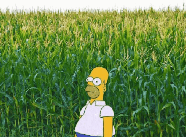 Corn Field Corn Field Embarrassed Discover And Share S