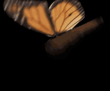 Flutter GIFs | Tenor