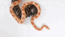 Ball Python Corn Snake GIF - Ball Python Corn Snake Hybrid - Discover ...