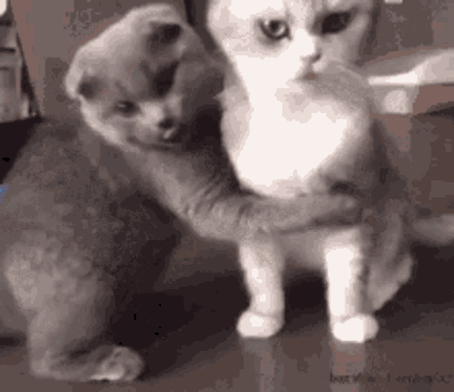Cat Love Cat Love Lady Discover And Share S
