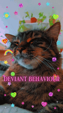 Bad Cat GIFs | Tenor
