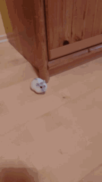 Hamster Speed Hamster Speed Fast Discover And Share S