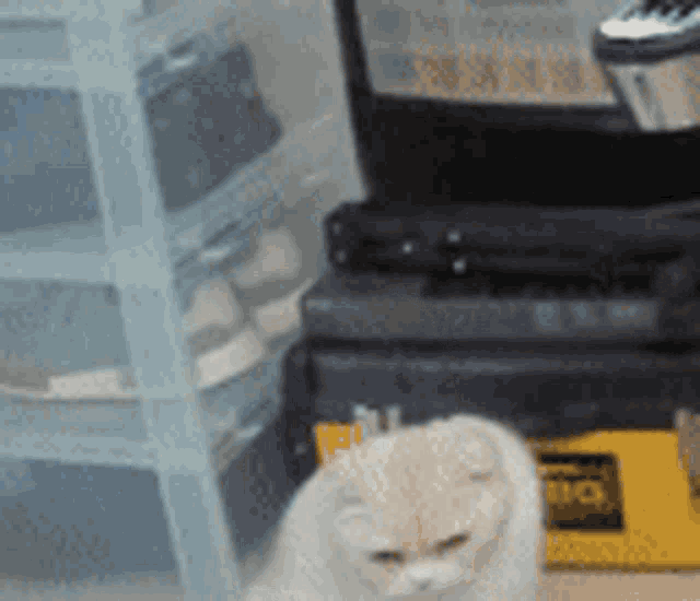 Beaglecat Stand Beaglecat Stand Discover And Share S