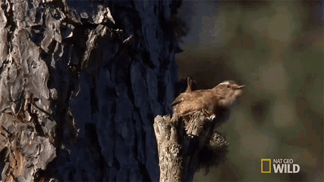 Chirping Destination Wild Chirping Destination Wild Chirp Chirp Discover And Share S
