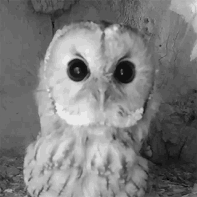 Staring Robert E Fuller Staring Robert E Fuller Intense Stare Discover And Share S