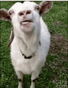 Goat Licking GIFs | Tenor