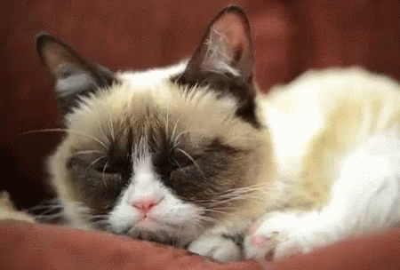GIF - Grumpy Cat Sad - Discover & Share GIFs