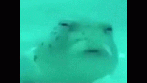 Fish GIF - Fish - Discover & Share GIFs