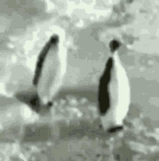 Penguin GIF - Penguin - Discover & Share GIFs