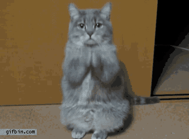 Cat Begging Cat Begging Kitty Discover And Share S