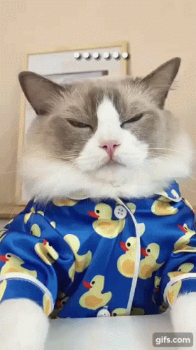 That Little Puff Puff Cat GIF - That Little Puff Puff Cat Puff Cat ...