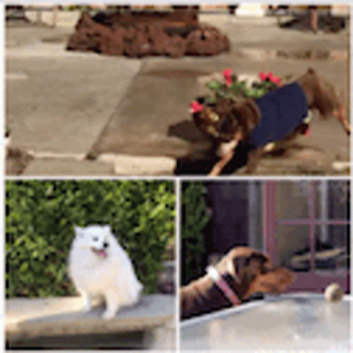 Dogs Boarding GIF - Dogs Boarding Pets - Discover & Share GIFs