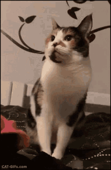 Pissed Cat GIFs | Tenor