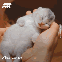 Kitten Cute GIF - Kitten Cute Kitty - Discover & Share GIFs
