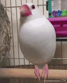 Java Sparrow Java Finch GIF - Java Sparrow Java Finch Finch - Discover ...