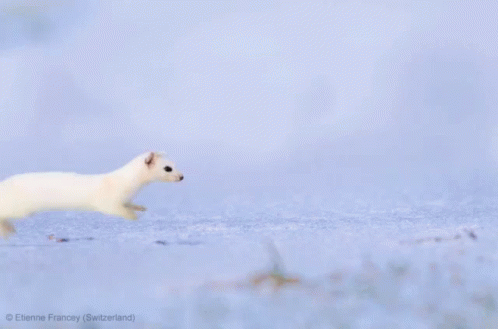 Stoat GIF - Transform Jump - Discover & Share GIFs