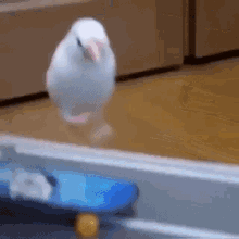 Java Sparrow Java Finch GIF - Java Sparrow Java Finch Finch - Discover ...
