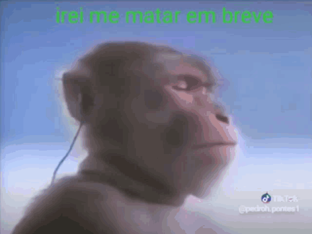 Macaco Monkey GIF - Macaco Monkey Matar - Discover & Share GIFs
