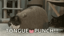 Punch Cat GIFs | Tenor