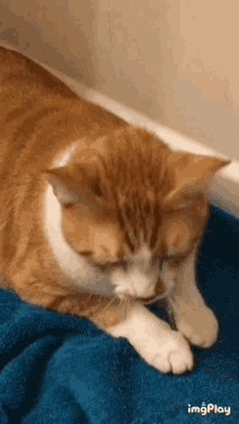 Kitten Tongue GIFs | Tenor