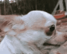 Awkward Dog GIFs | Tenor