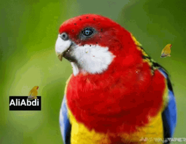 Birds Birds Discover And Share S