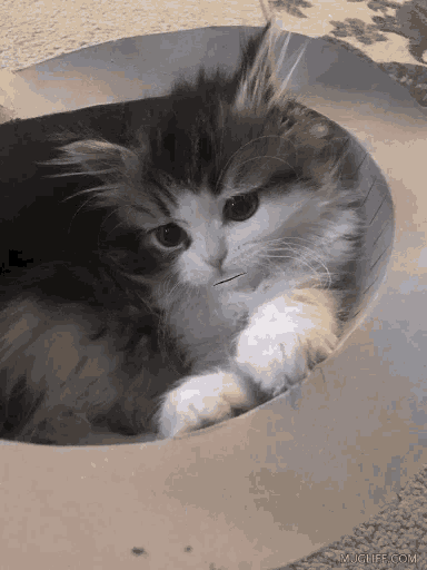 Rumi Kitten Rumi Kitten Discover And Share S