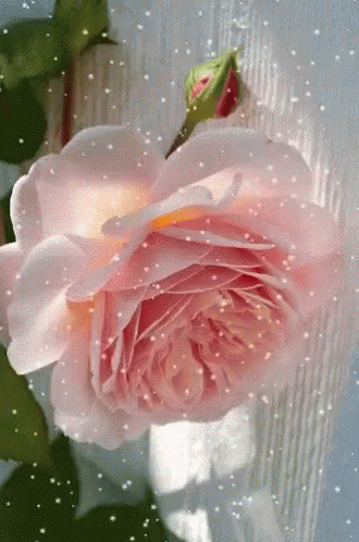Flower GIF - Flower - Discover & Share GIFs
