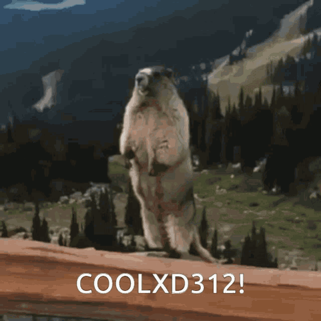 Coolxd312 Gopher Coolxd312 Gopher Calling Out Discover And Share S